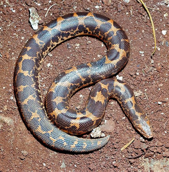 Eryx colubrinus - Monaco Nature Encyclopedia