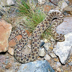 Heterodon nasicus - Monaco Nature Encyclopedia