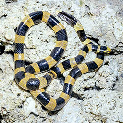 Laticauda colubrina - Monaco Nature Encyclopedia