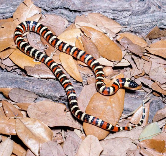Lampropeltis zonata - Monaco Nature Encyclopedia