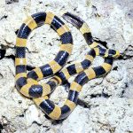 Laticauda colubrina - Monaco Nature Encyclopedia