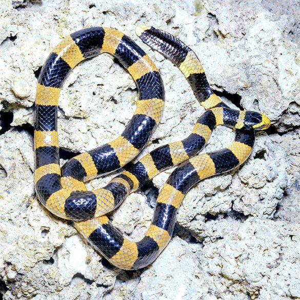 Laticauda colubrina - Monaco Nature Encyclopedia