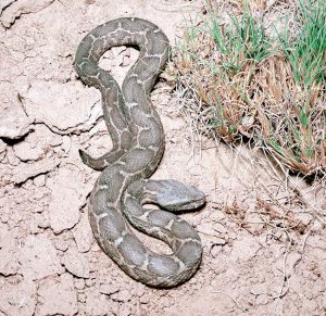 Macrovipera lebetina - Monaco Nature Encyclopedia
