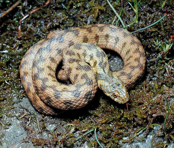 Natrix maura - Monaco Nature Encyclopedia