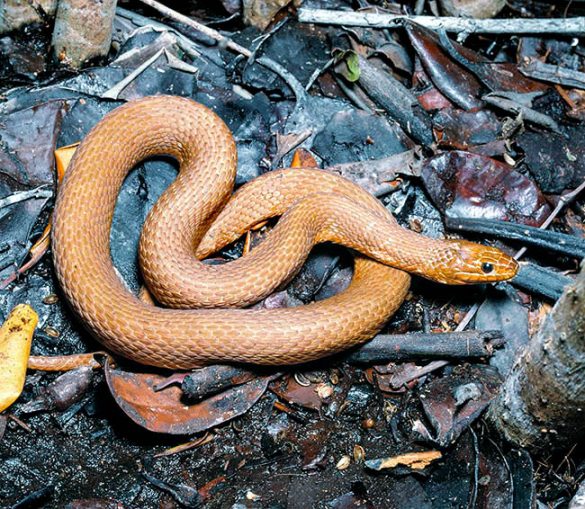 Nerodia fasciata - Monaco Nature Encyclopedia