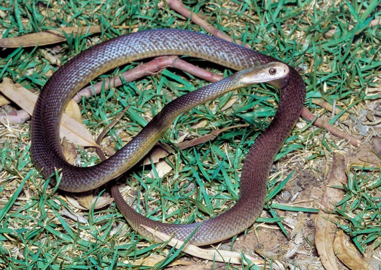 Oxyuranus scutellatus - Monaco Nature Encyclopedia