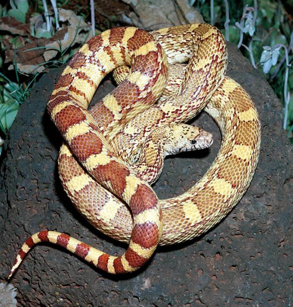 Pituophis melanoleucus - Monaco Nature Encyclopedia