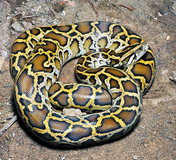 Python molurus - Monaco Nature Encyclopedia