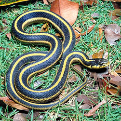 Thamnophis elegans - Monaco Nature Encyclopedia