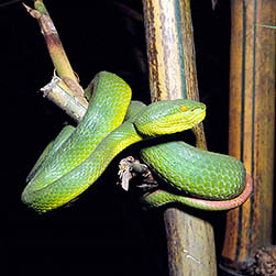 Trimeresurus stejnegeri - Monaco Nature Encyclopedia