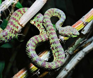 Trimeresurus venustus - Monaco Nature Encyclopedia