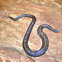 Montivipera raddei - Monaco Nature Encyclopedia