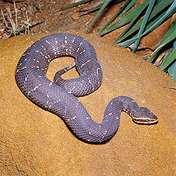 Agkistrodon bilineatus - Monaco Nature Encyclopedia