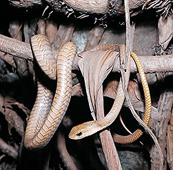 Dispholidus typus - Monaco Nature Encyclopedia