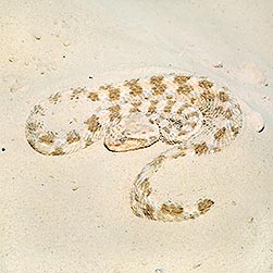 Cerastes cerastes - Monaco Nature Encyclopedia