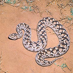 Echis carinatus - Monaco Nature Encyclopedia