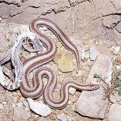 Lichanura trivirgata - Monaco Nature Encyclopedia