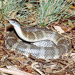 Notechis scutatus - Monaco Nature Encyclopedia