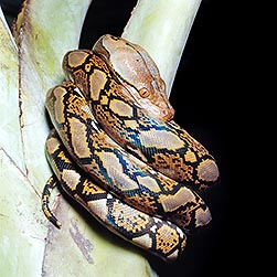 Broghammerus reticulatus - Monaco Nature Encyclopedia