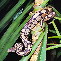Python regius - Monaco Nature Encyclopedia
