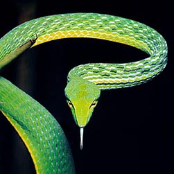 Ahaetulla prasina - Monaco Nature Encyclopedia