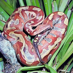 Boidae Archivi - Monaco Nature Encyclopedia