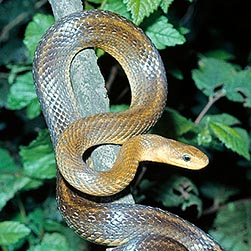 Zamenis longissimus - Monaco Nature Encyclopedia