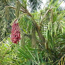 Arenga Archivi - Monaco Nature Encyclopedia