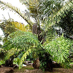 Arenga Archivi - Monaco Nature Encyclopedia