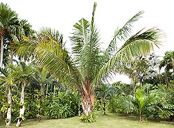 Attalea cohune - Monaco Nature Encyclopedia