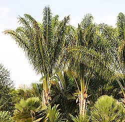 Arecaceae Archivi - Monaco Nature Encyclopedia