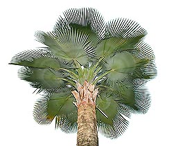 Arecaceae Archivi - Monaco Nature Encyclopedia