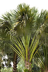 Corypha lecomtei - Monaco Nature Encyclopedia