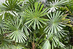 Licuala peltata - Monaco Nature Encyclopedia