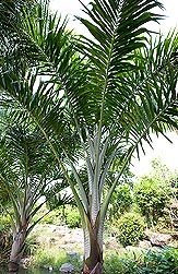 Metroxylon salomonense - Monaco Nature Encyclopedia