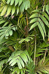 Pinanga coronata - Monaco Nature Encyclopedia