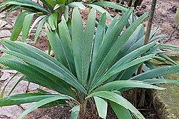 Sommieria leucophylla - Monaco Nature Encyclopedia