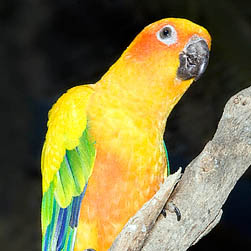 Aratinga solstitialis - Monaco Nature Encyclopedia