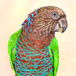 Deroptyus accipitrinus - Monaco Nature Encyclopedia