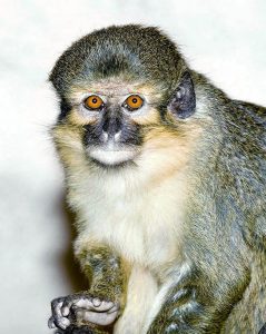 Miopithecus ogouensis - Monaco Nature Encyclopedia