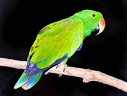 Eclectus roratus - Monaco Nature Encyclopedia