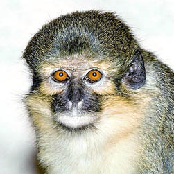 Miopithecus ogouensis - Monaco Nature Encyclopedia