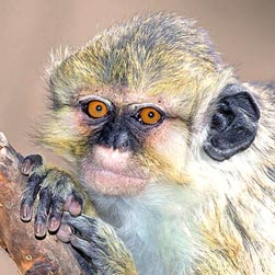 Miopithecus talapoin - Monaco Nature Encyclopedia