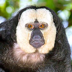 Pithecia pithecia - Monaco Nature Encyclopedia