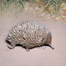 Tachyglossus aculeatus - Monaco Nature Encyclopedia