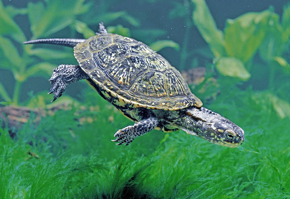 Emys orbicularis - Monaco Nature Encyclopedia