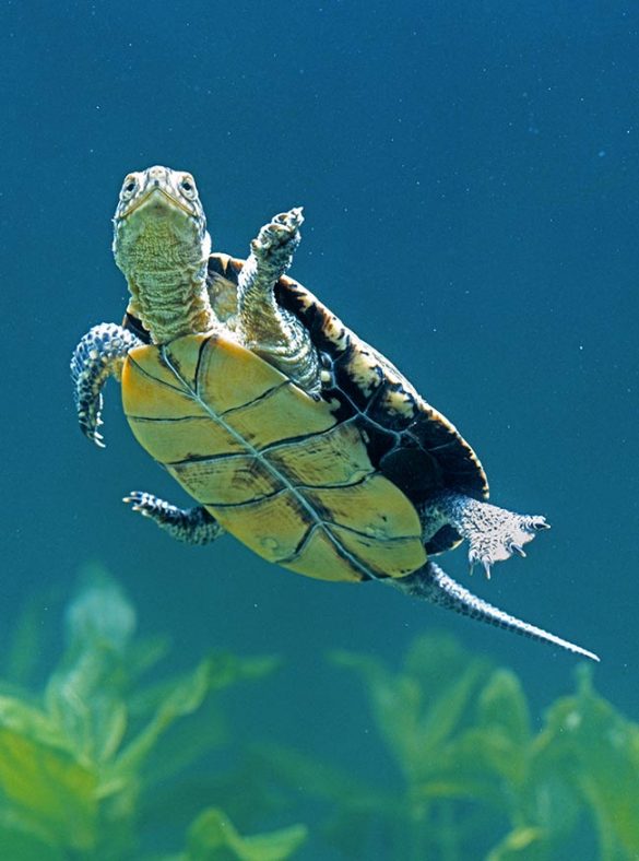 Emys orbicularis - Monaco Nature Encyclopedia