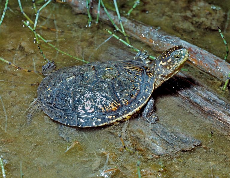 Emys orbicularis - Monaco Nature Encyclopedia