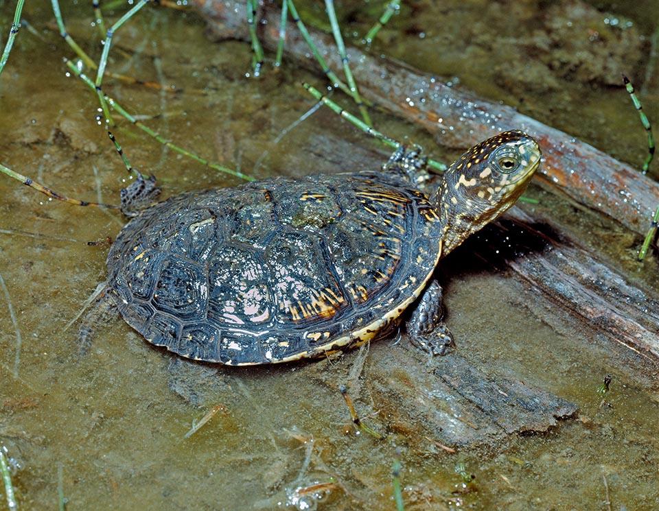 Emys orbicularis - Monaco Nature Encyclopedia