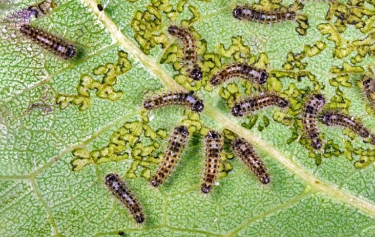 Leucoma salicis - Monaco Nature Encyclopedia